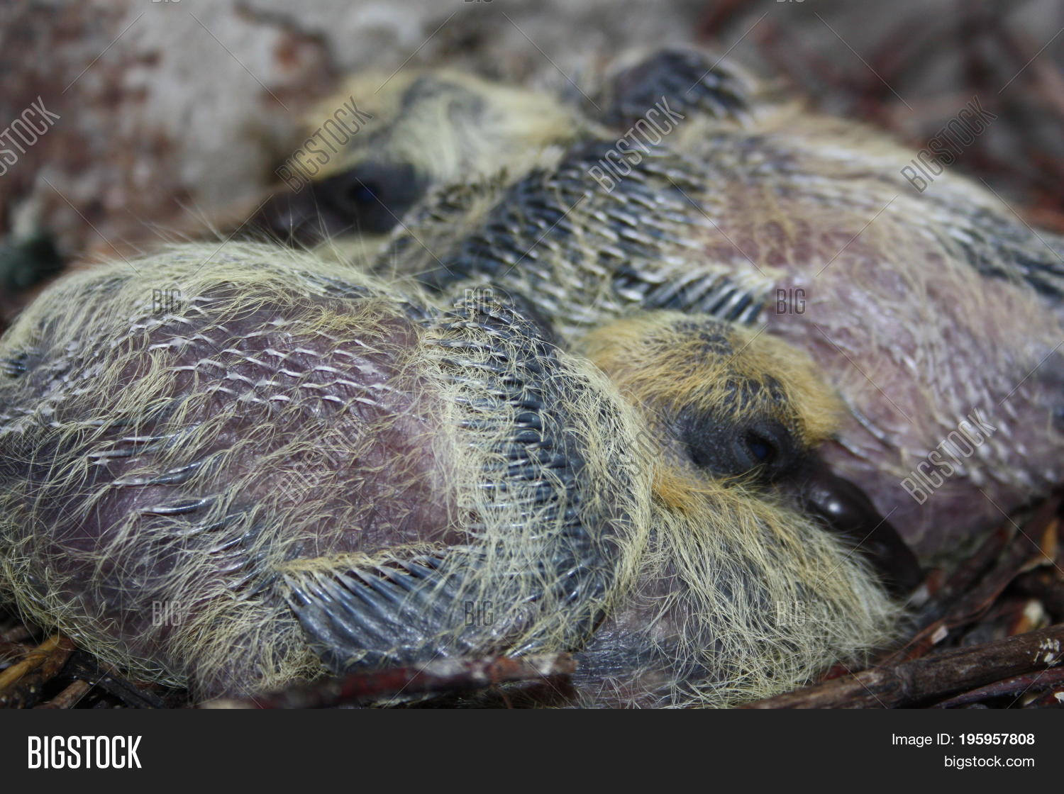 Baby Pigeon Sleeping, Image & Photo (Free Trial) | Bigstock