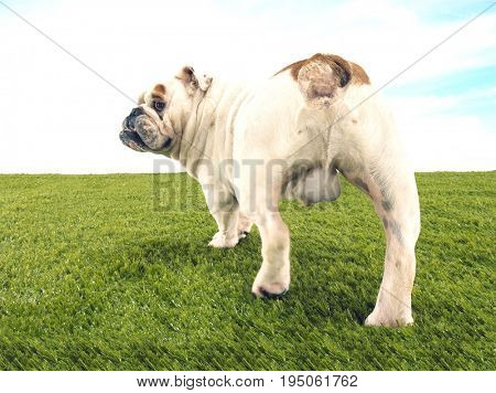 Imagen y foto Rear View Male (prueba gratis) | Bigstock