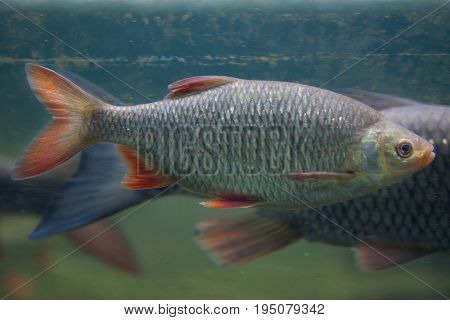Common Rudd ( Image & Photo (Free Trial) | Bigstock