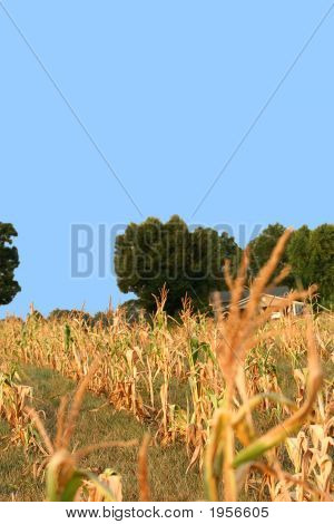 Dried Fields Image & Photo (Free Trial) | Bigstock
