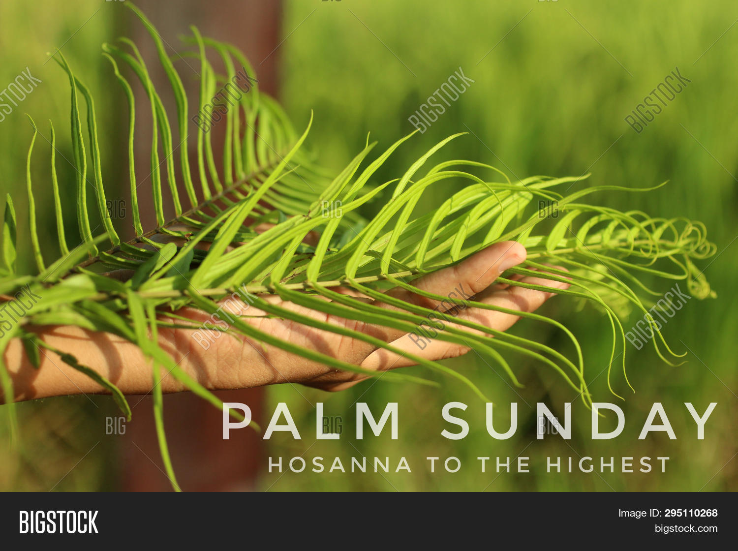 Palm Leaves Hand. Image & Photo (Free Trial) | Bigstock