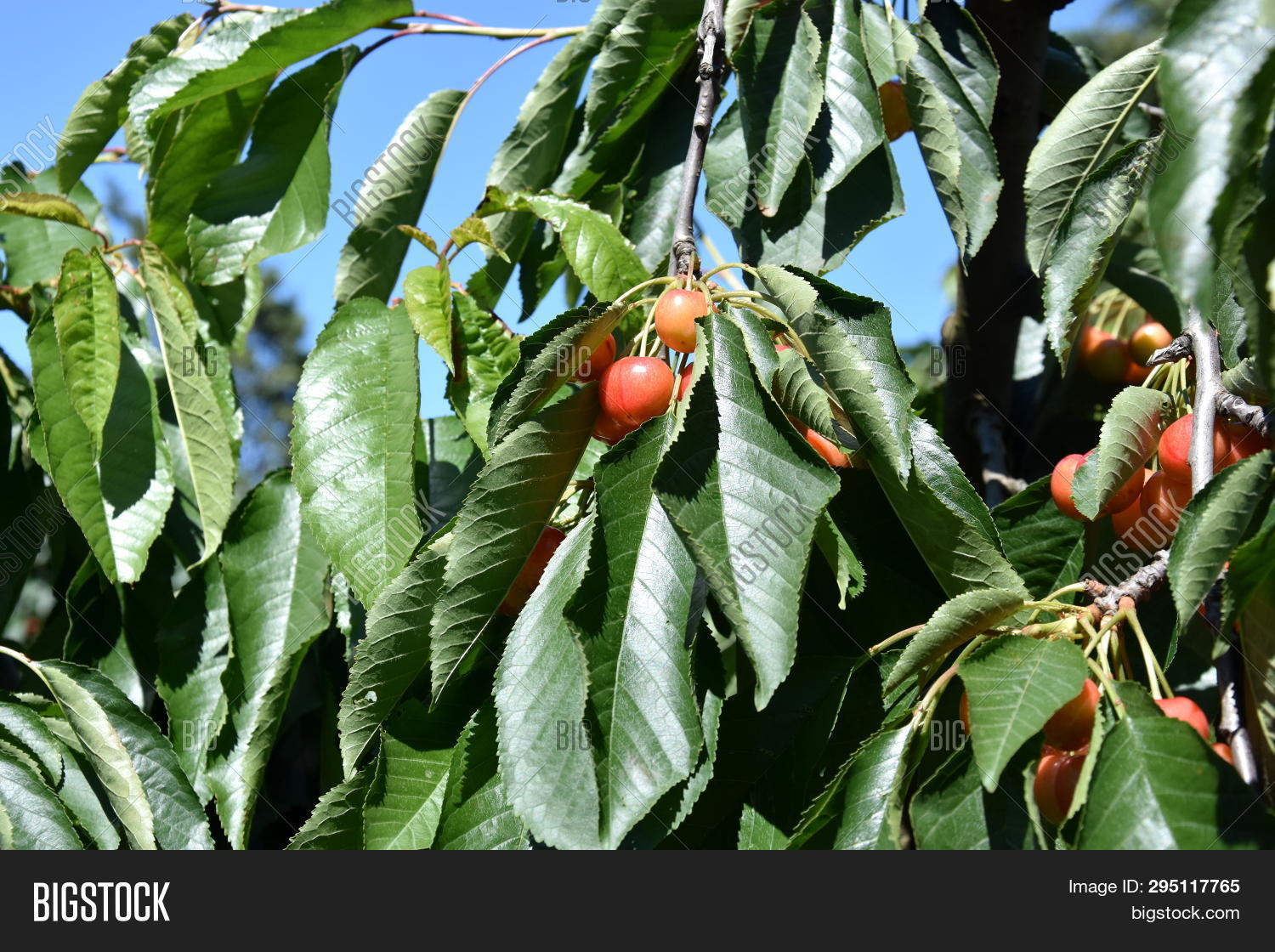 Red Cherries On Cherry Image & Photo (Free Trial) | Bigstock