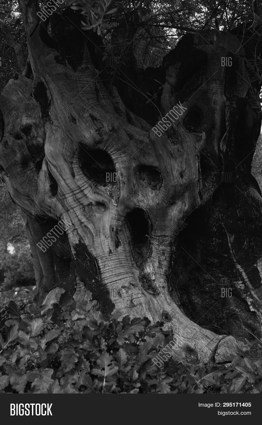 Hollow Tree Screaming Image & Photo (Free Trial) | Bigstock