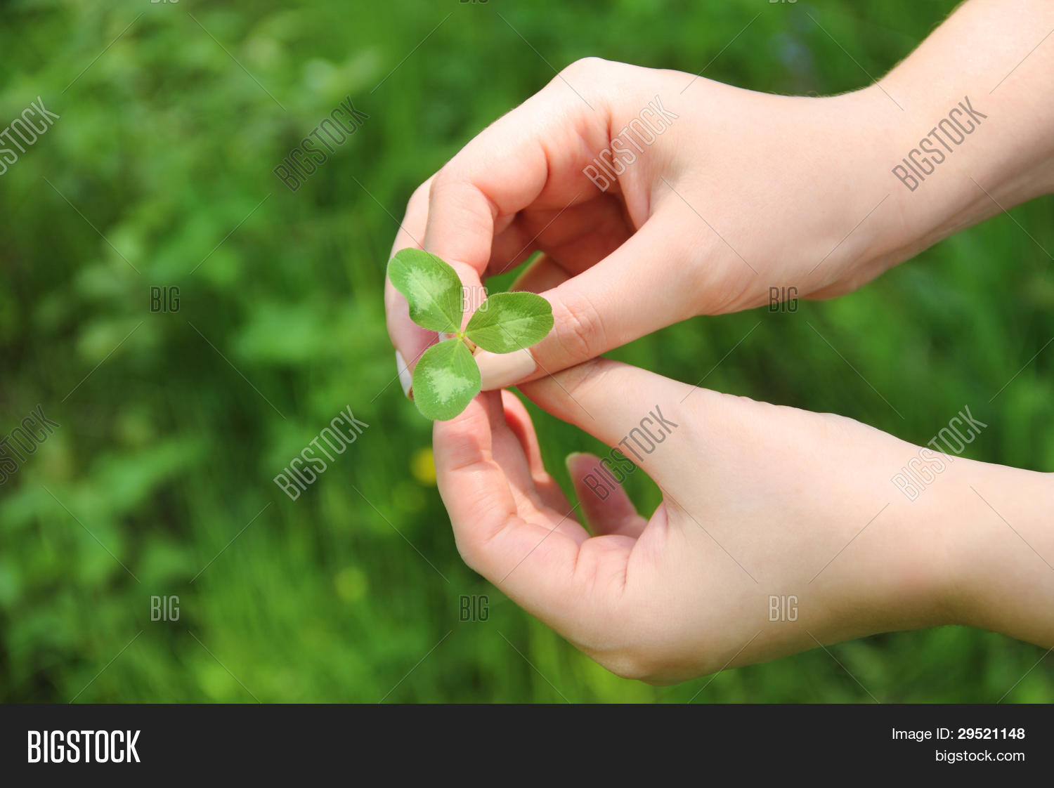 Clover Female Hands Image & Photo (Free Trial) | Bigstock
