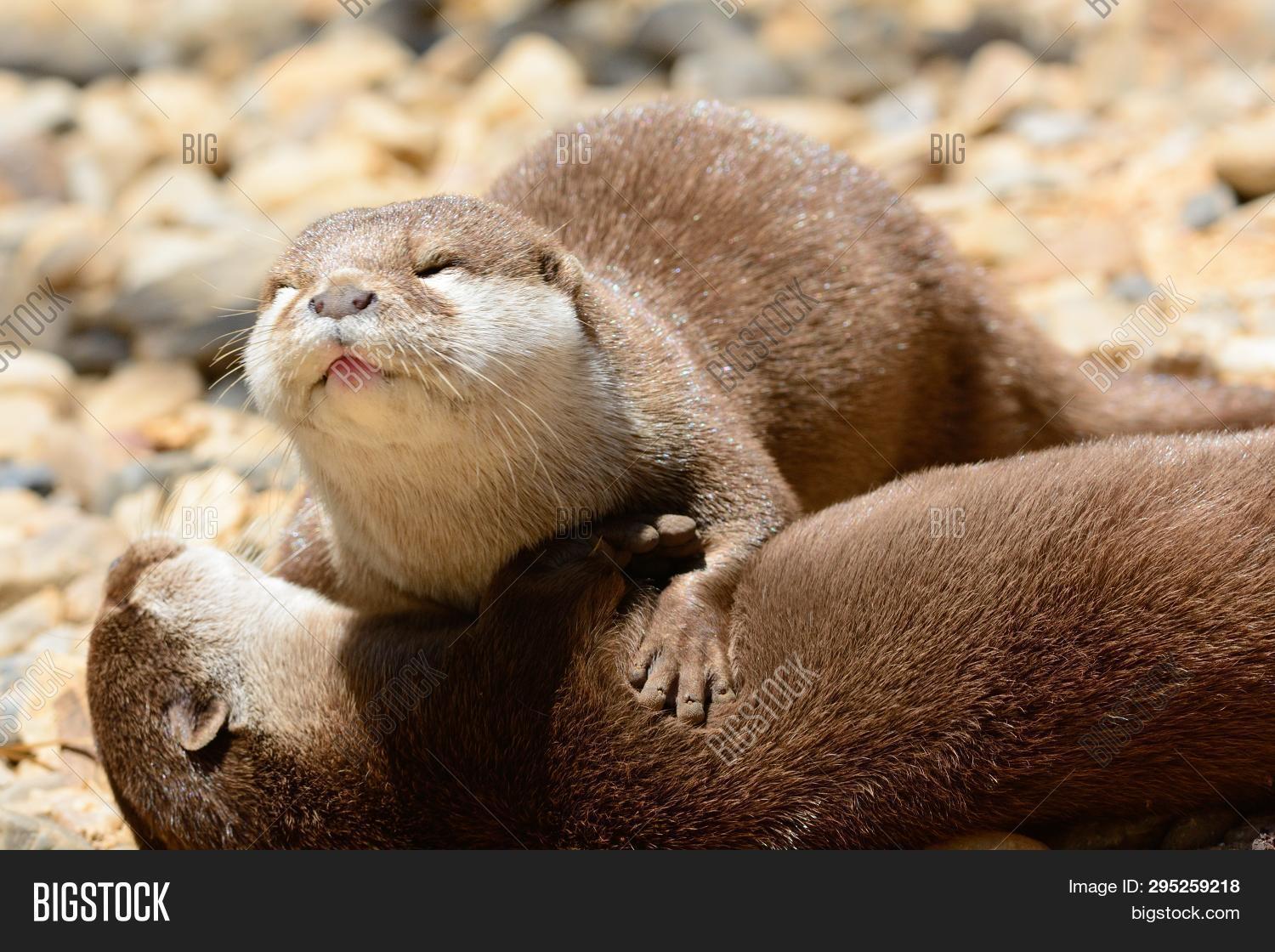 Otters Cuddling