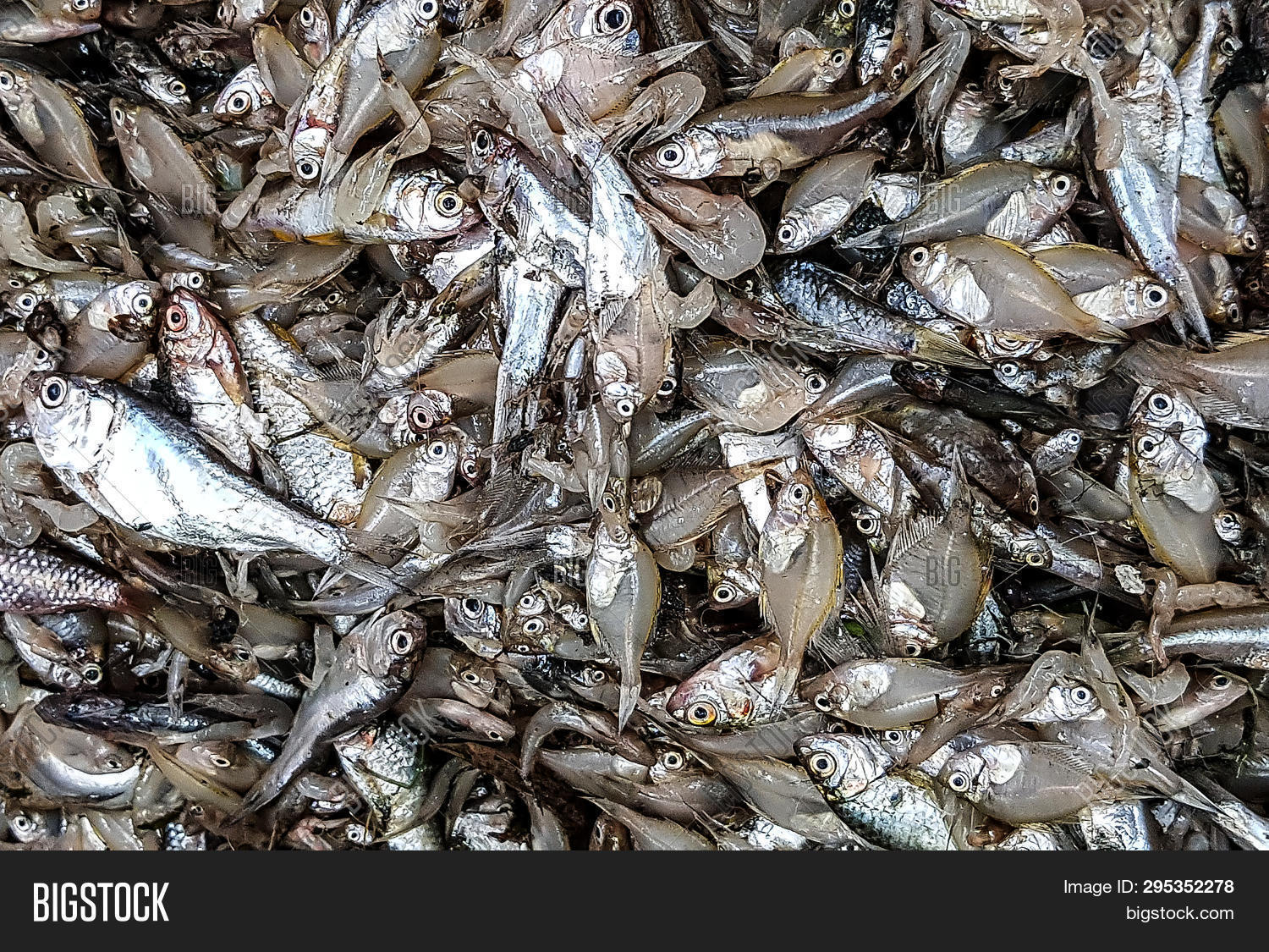 Heap Indian Anchovy Image & Photo (Free Trial) | Bigstock