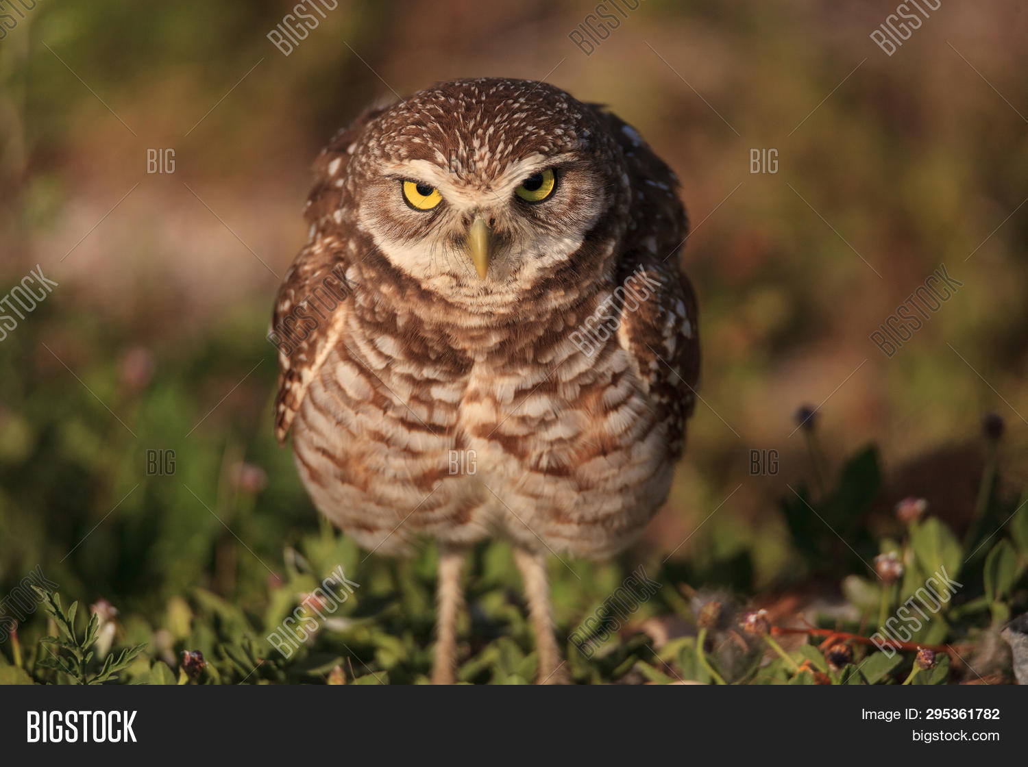 Adult Burrowing Owl Image & Photo (Free Trial) | Bigstock