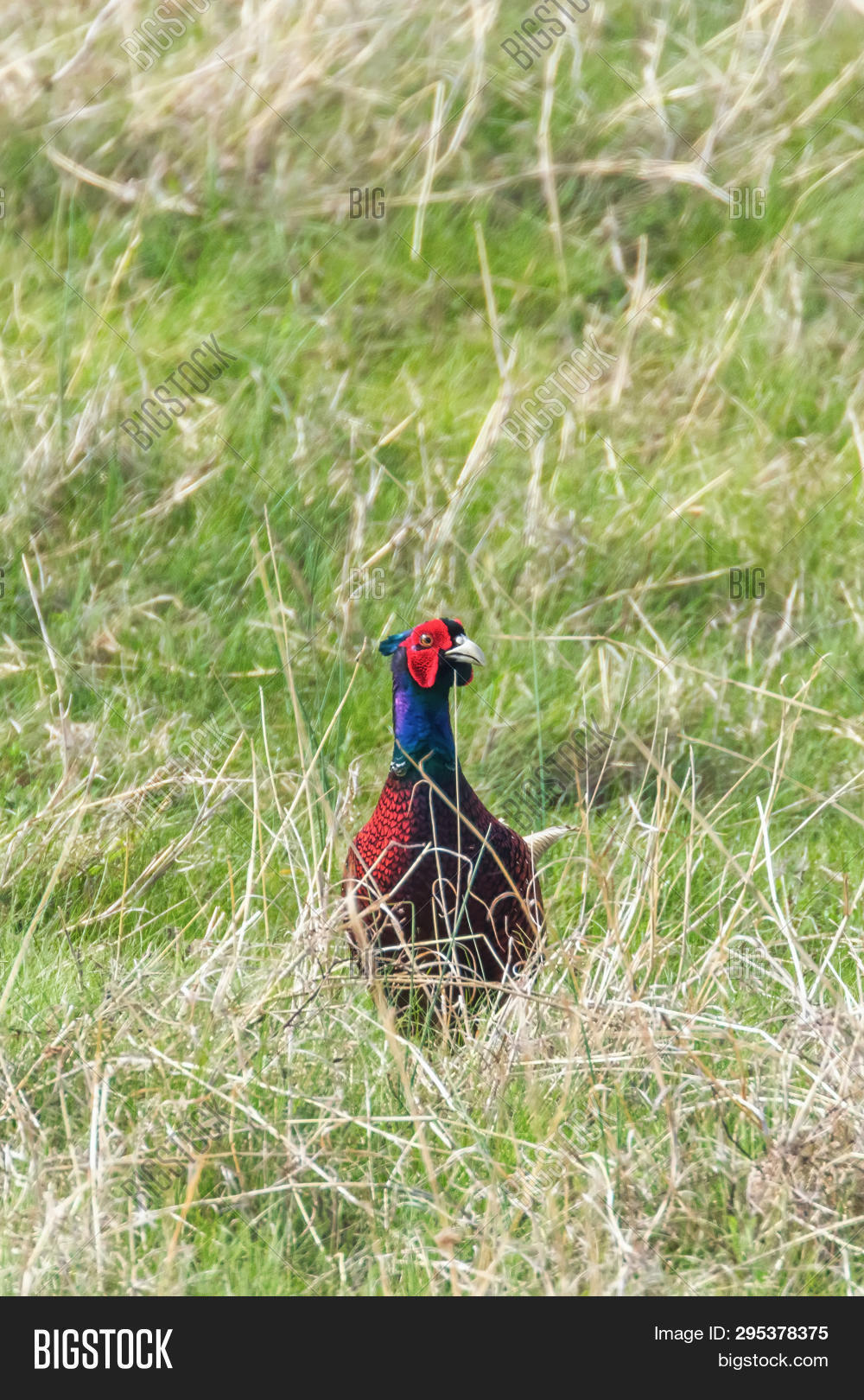Ringneck Pheasant Male Image & Photo (Free Trial) | Bigstock