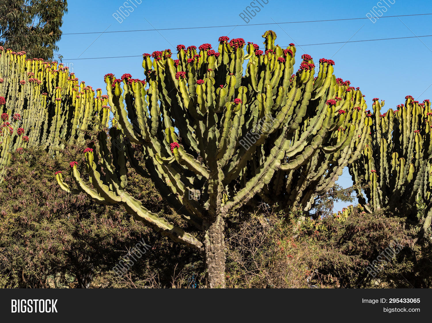 Candelabra Trees Image & Photo (Free Trial) | Bigstock