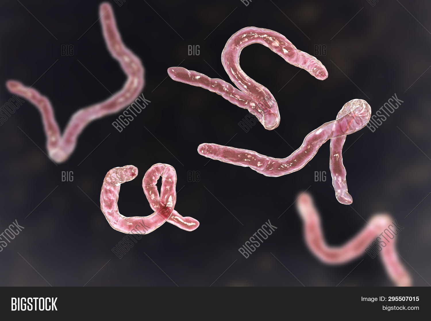 Parasitic Hookworm Image & Photo (Free Trial) | Bigstock