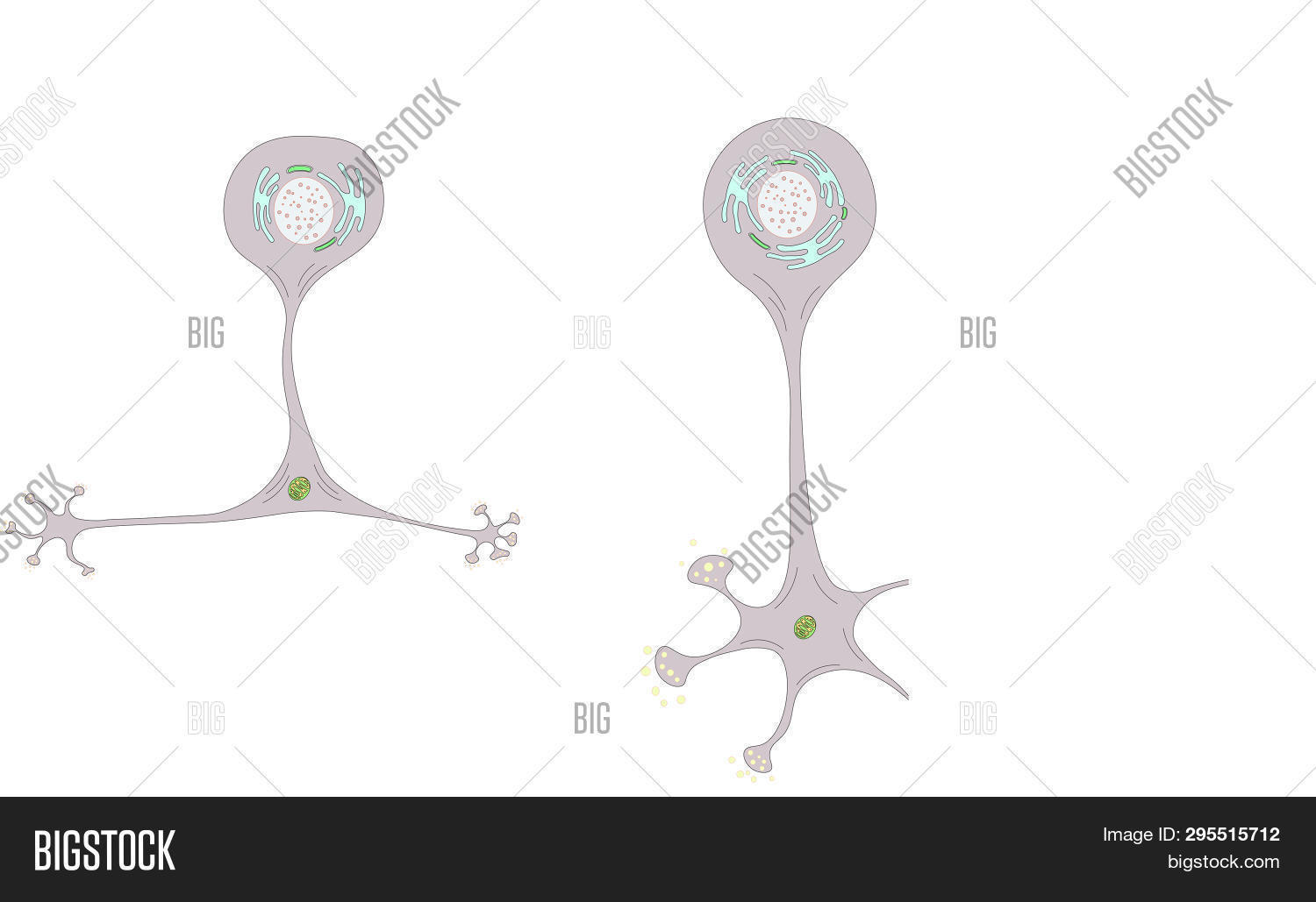 Neuron Brain Vector & Photo (Free Trial) | Bigstock