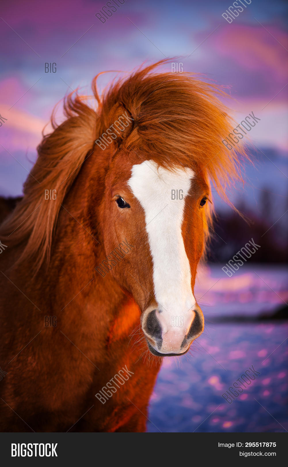 Beautiful Red Horse Image & Photo (Free Trial) | Bigstock