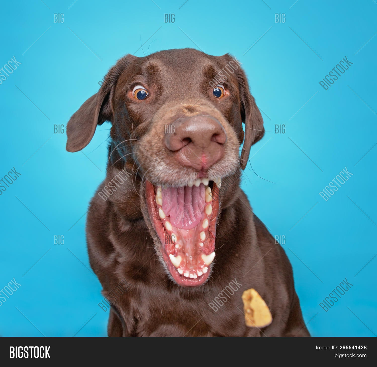 Funny Chocolate Lab Image & Photo (Free Trial) | Bigstock