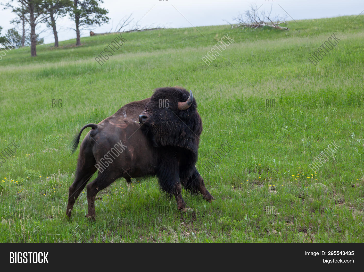Large Male Bison Image & Photo (Free Trial) | Bigstock