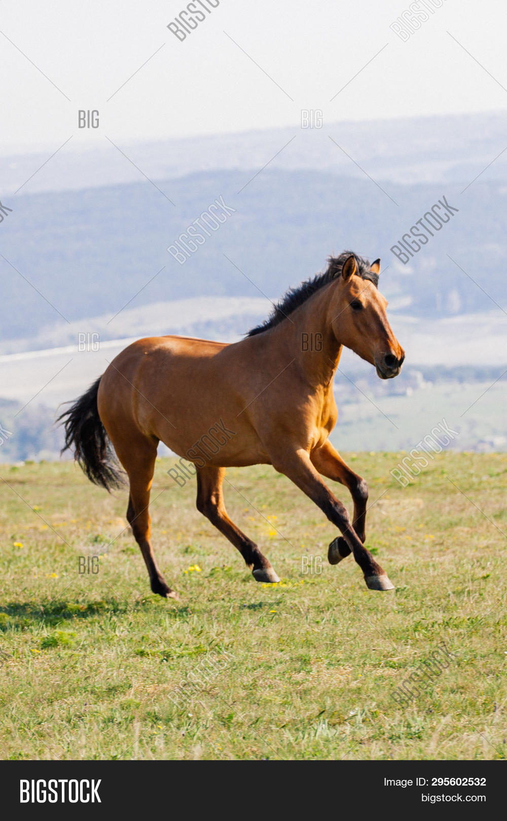 Young Red Horse Runs Image & Photo (Free Trial) | Bigstock