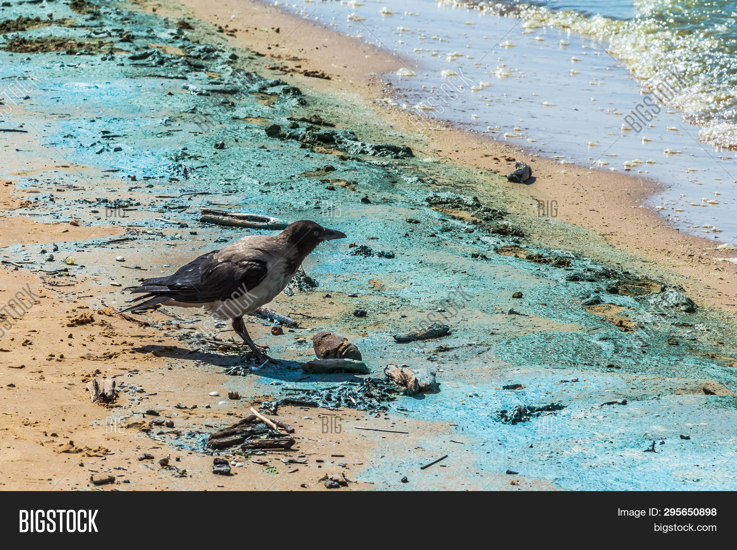 Crow On Beach During Image & Photo (Free Trial) | Bigstock