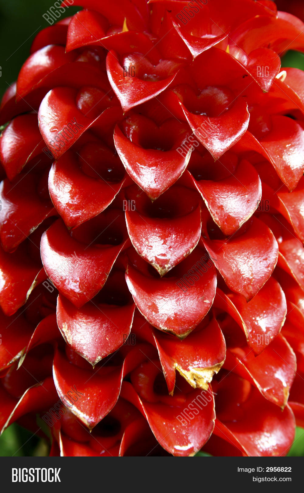 Indonesian Wax Ginger Image & Photo (Free Trial) | Bigstock