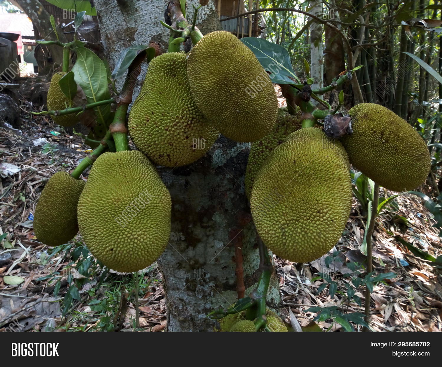 Indian Jackfruit On Image & Photo (Free Trial) | Bigstock