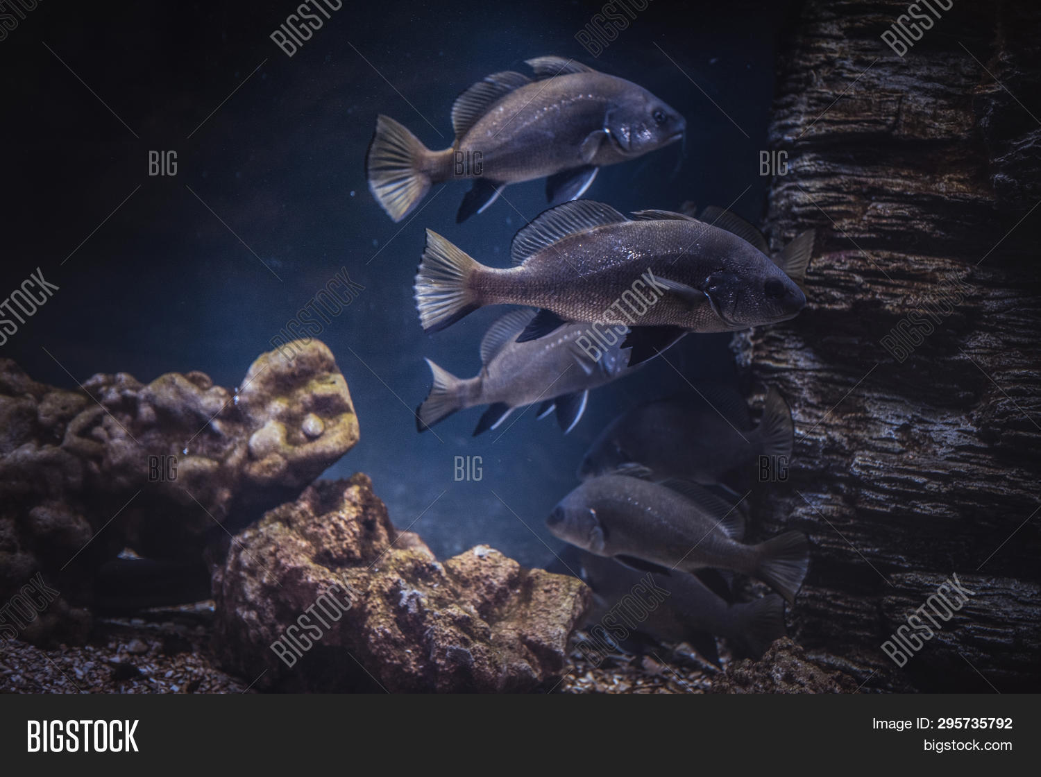 Group Fish Underwater Image & Photo (Free Trial) | Bigstock