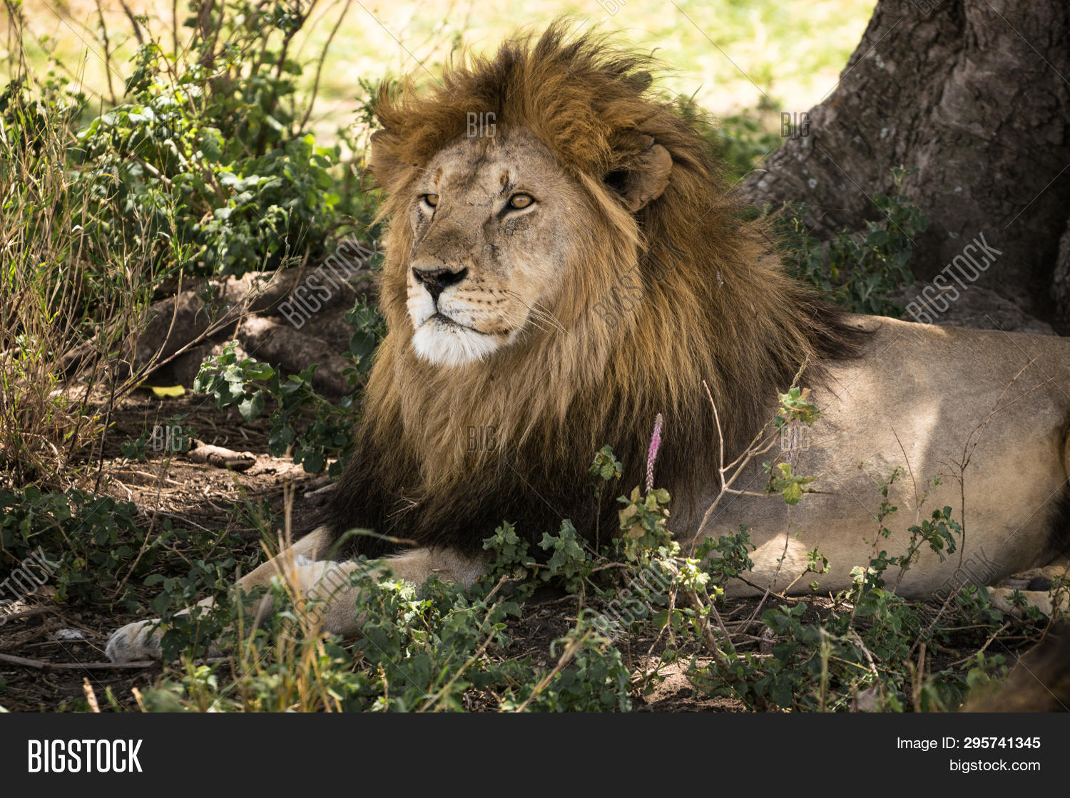Adult Male Lion Image & Photo (Free Trial) | Bigstock
