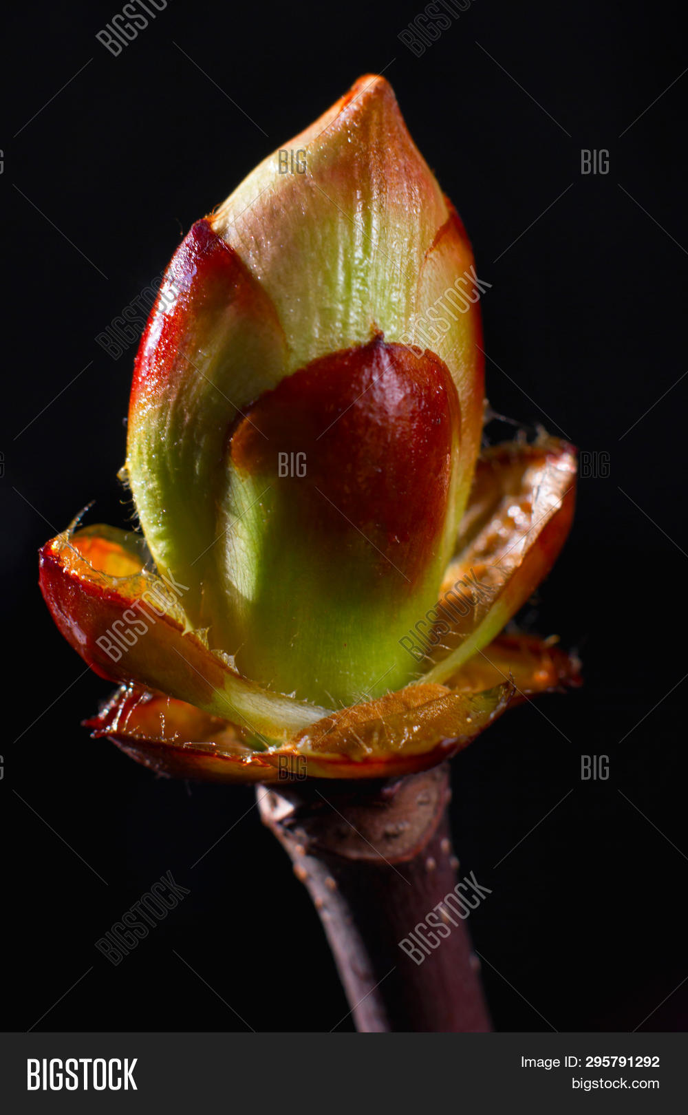 Phase Chestnut Bud Image & Photo (Free Trial) | Bigstock