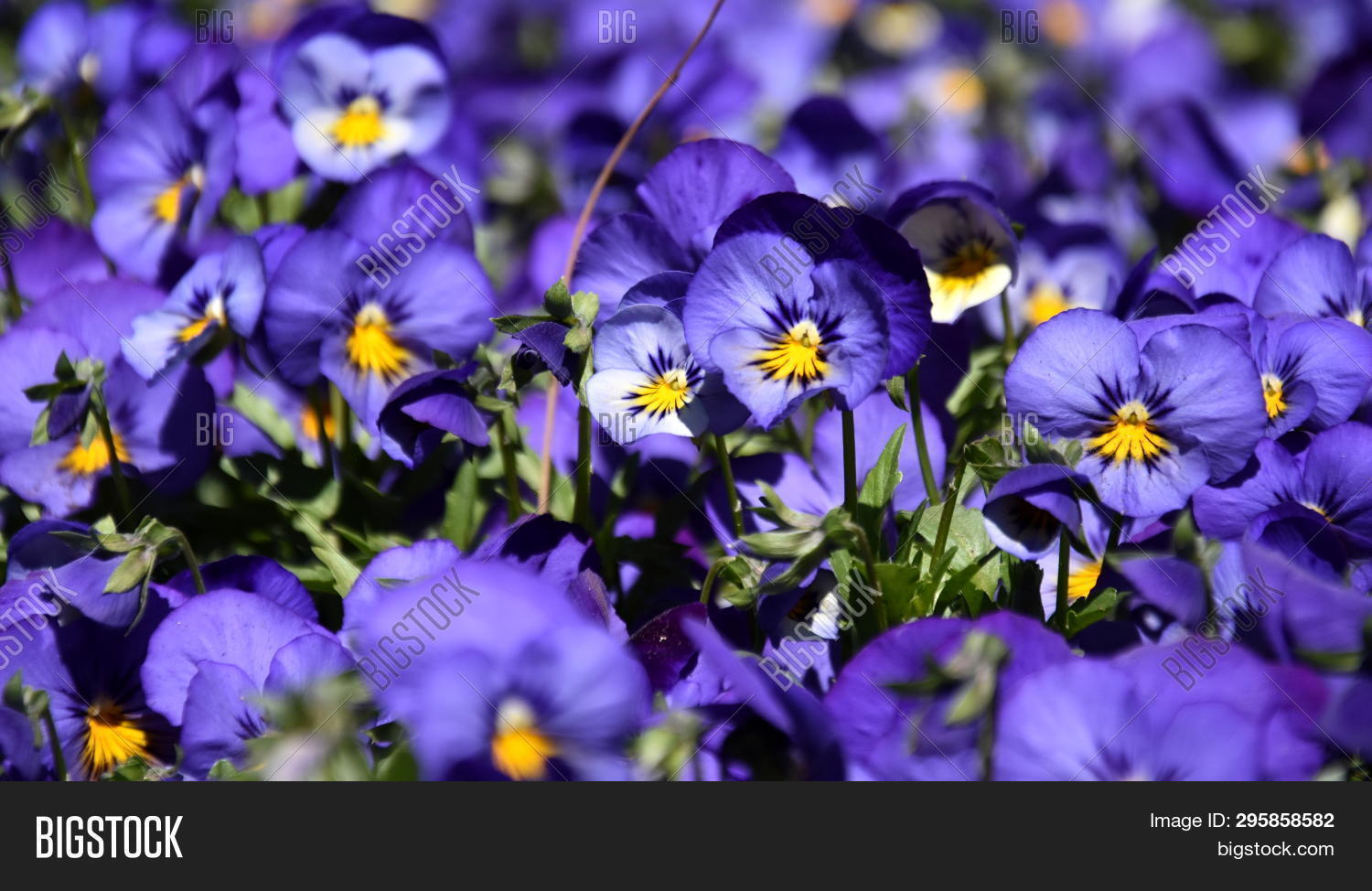 Close Blue Pansy Image & Photo (Free Trial) | Bigstock