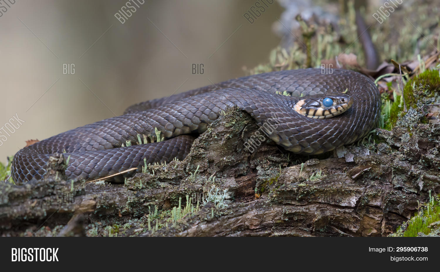 Very Big Grass Snake Image & Photo (Free Trial) | Bigstock