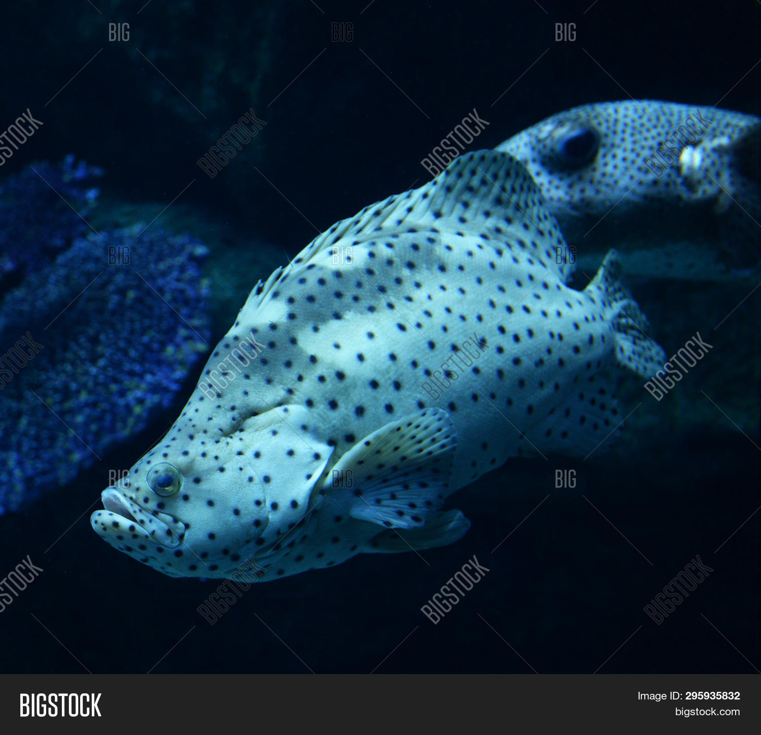 Barramundi Cod / Image & Photo (Free Trial) | Bigstock