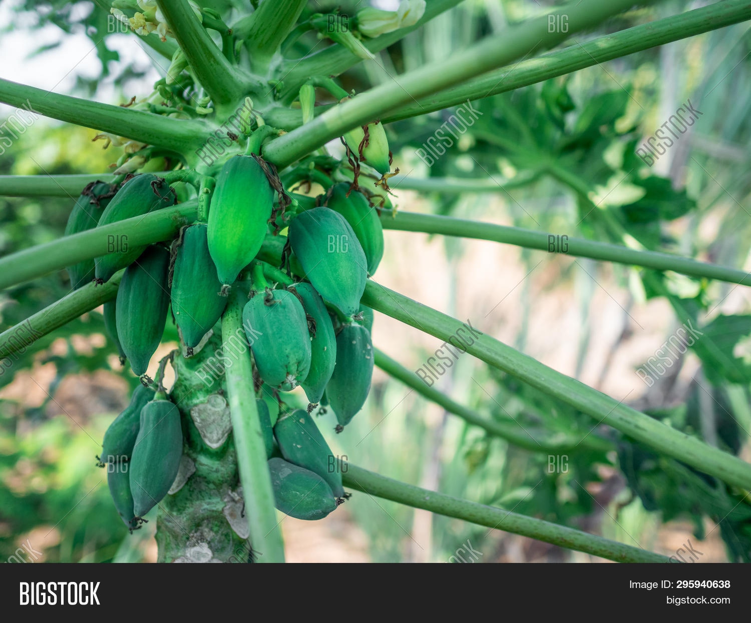 Closeup Papaya Trees Image & Photo (Free Trial) | Bigstock