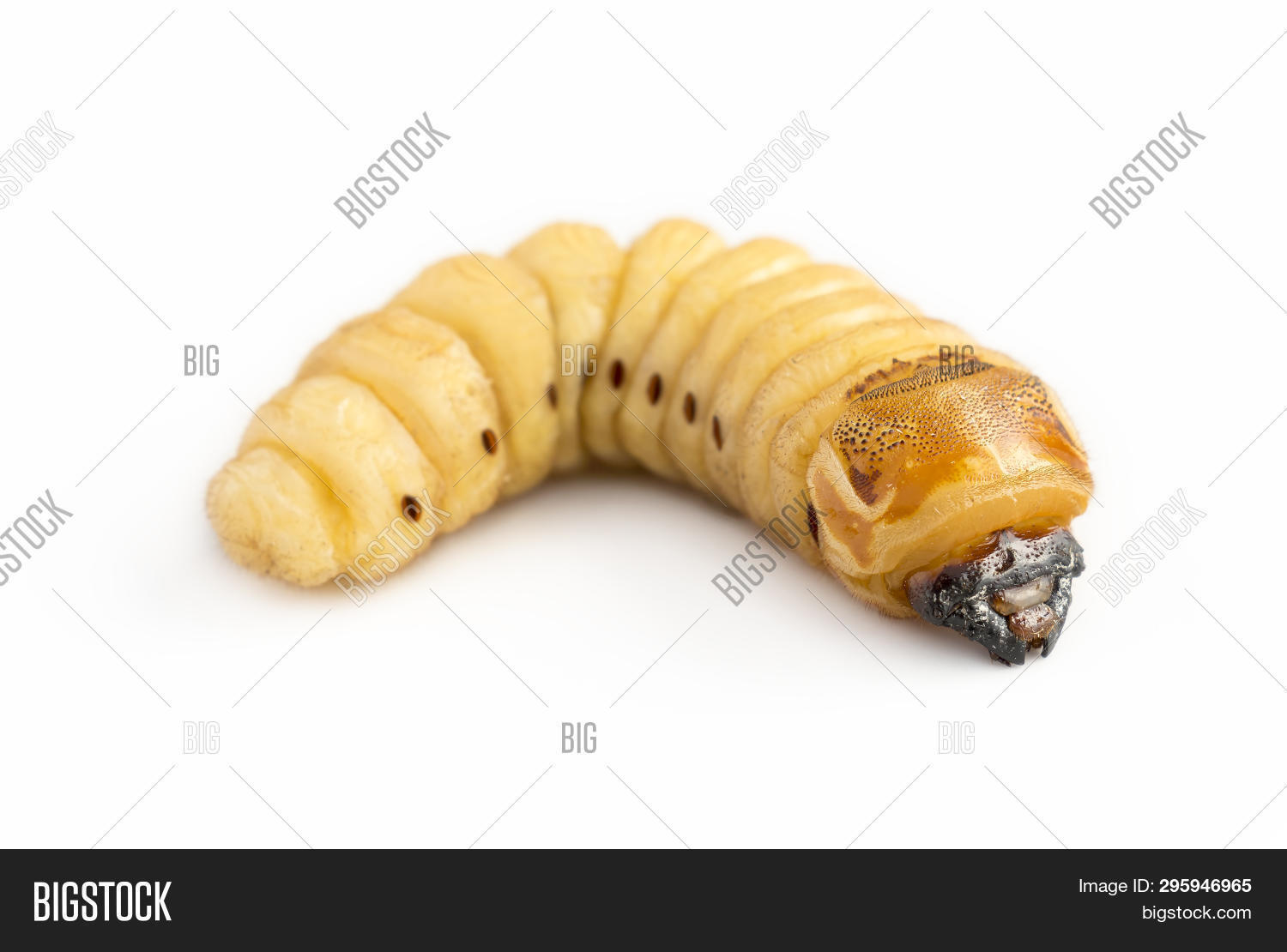 Imagen y foto Beetle Worm Scarab (prueba gratis) | Bigstock