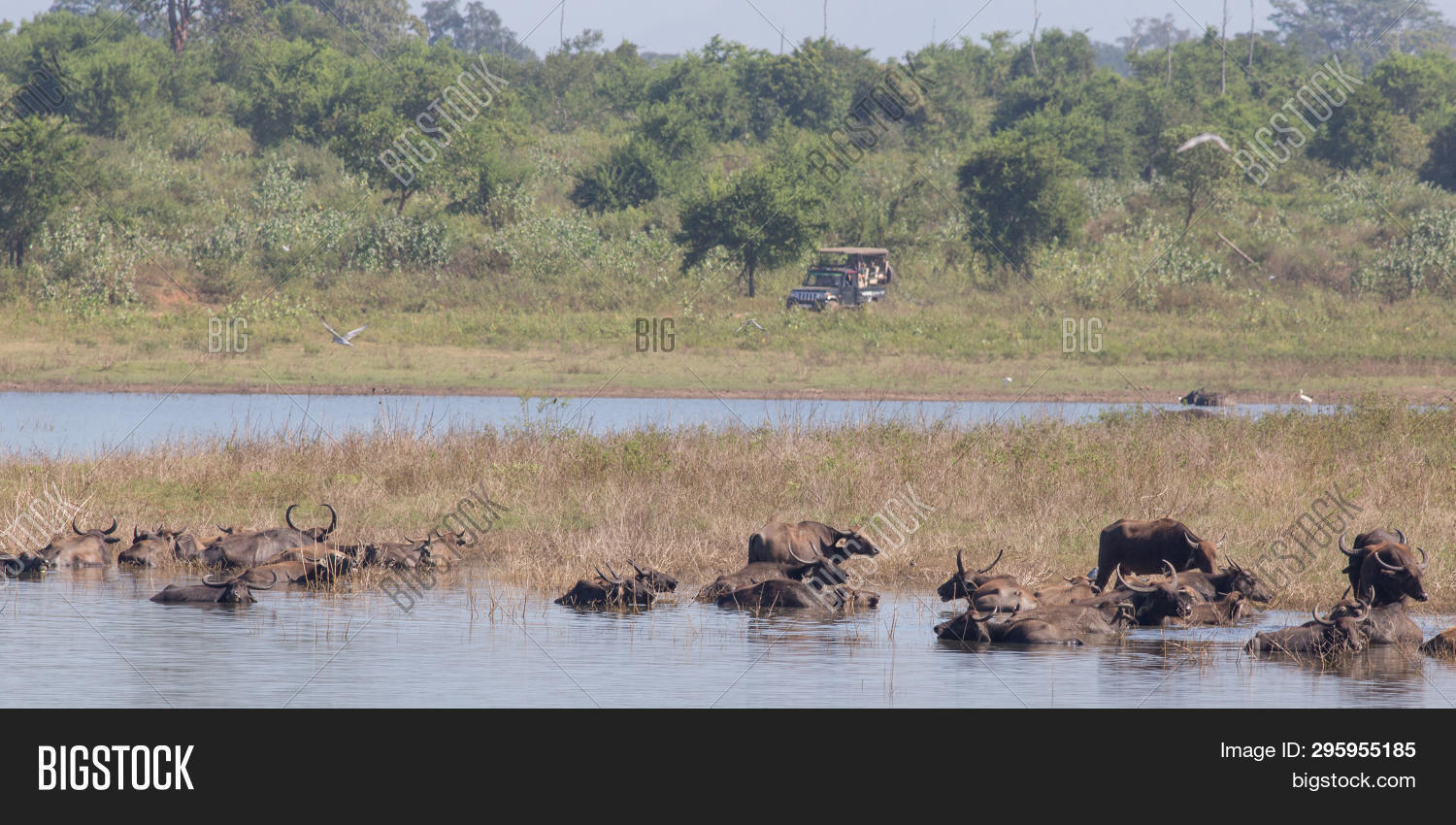 Group Buffaloes Image & Photo (Free Trial) | Bigstock