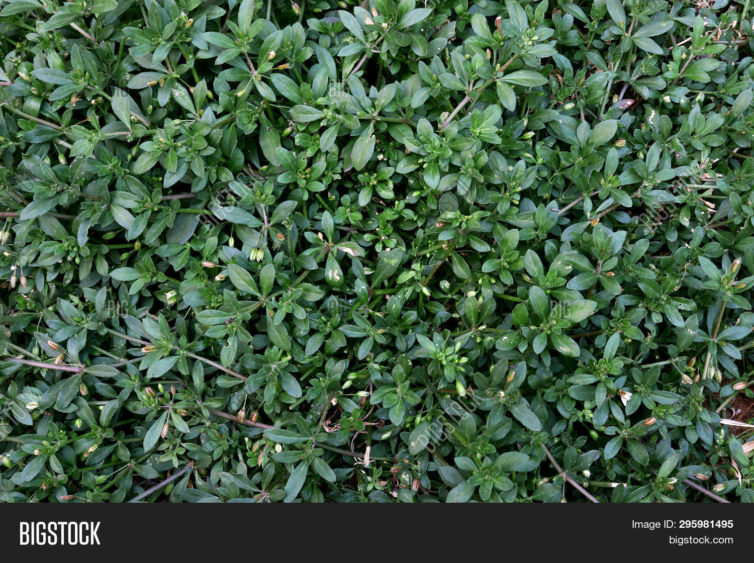 Glinus Genus Tropical Image & Photo (Free Trial) | Bigstock