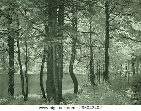 Amazing Views Trees Image & Photo (Free Trial) | Bigstock