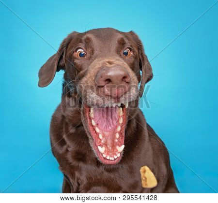 Funny Chocolate Lab Image & Photo (Free Trial) | Bigstock