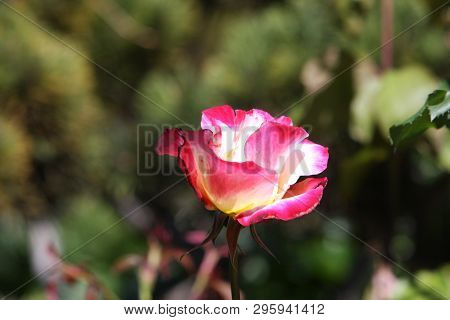 Images, Illustrations & Vectors (Free) - Bigstock