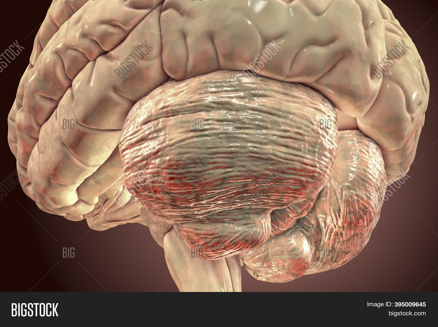 Human Brain Close- Image & Photo (Free Trial) | Bigstock