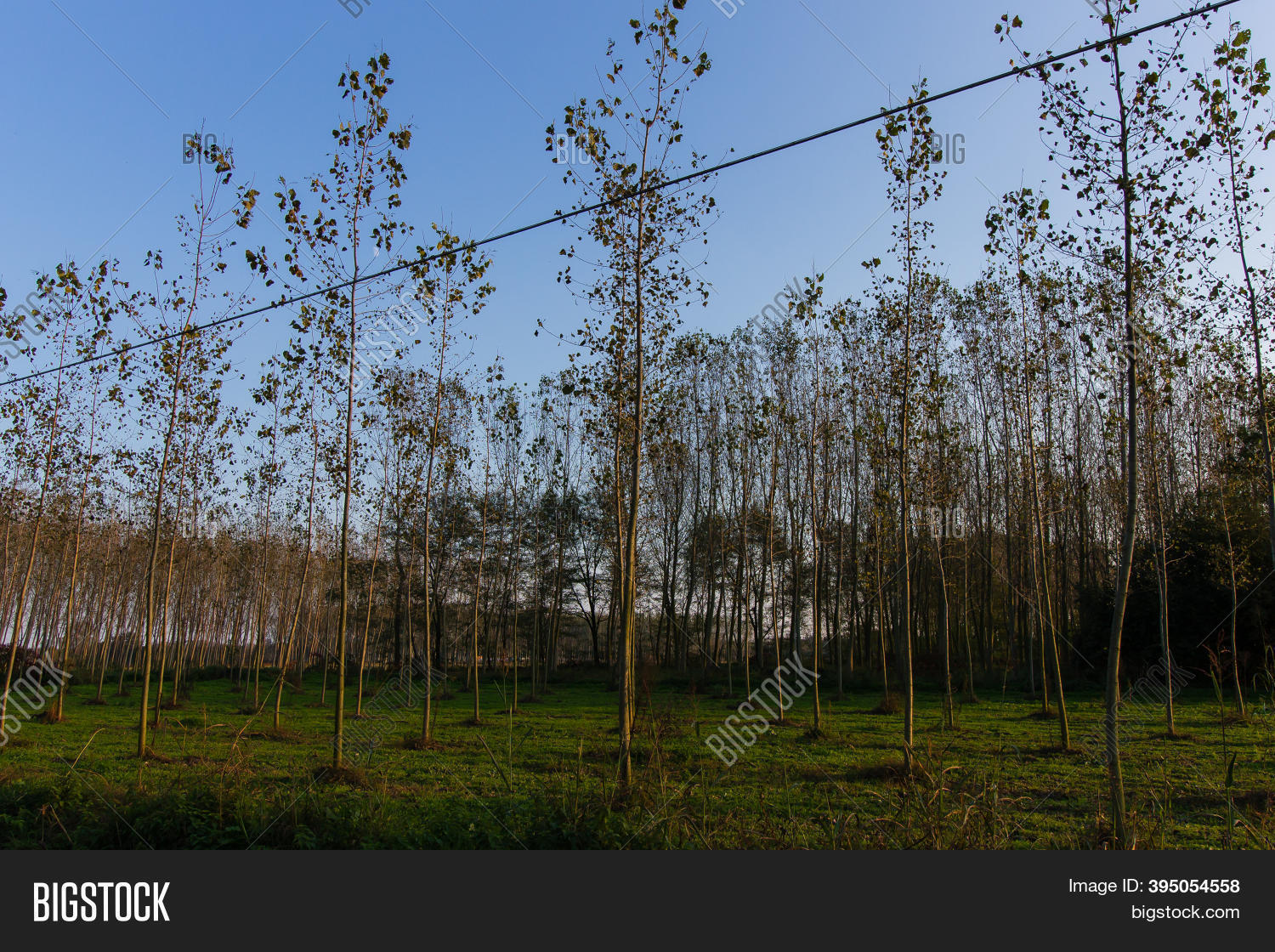 Poplar Grove Autumn Image & Photo (Free Trial) | Bigstock