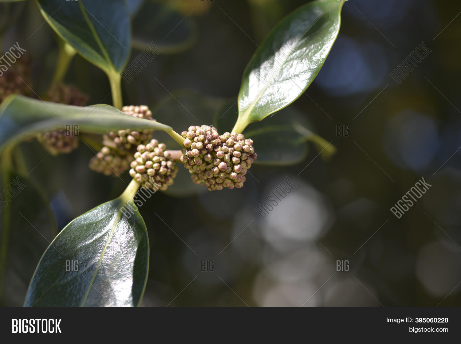 Common Holly Branch - Image & Photo (Free Trial) | Bigstock