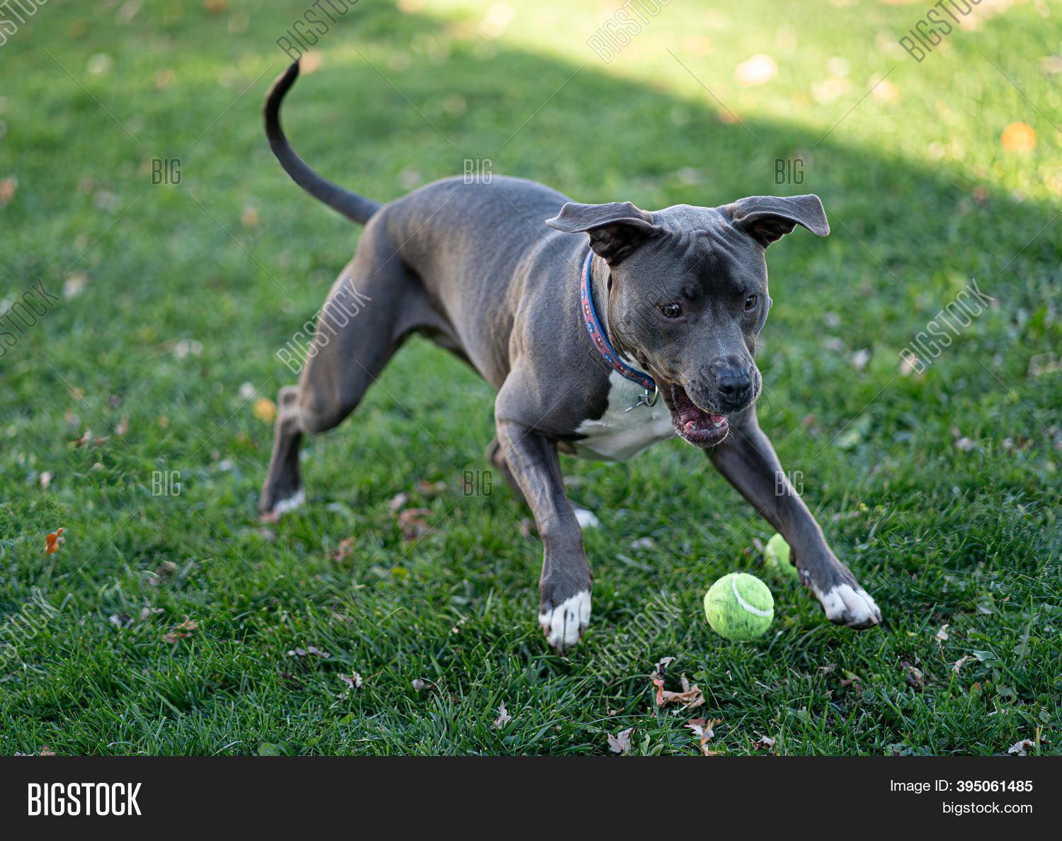 Pitbull Puppy Playing Image & Photo (Free Trial) | Bigstock