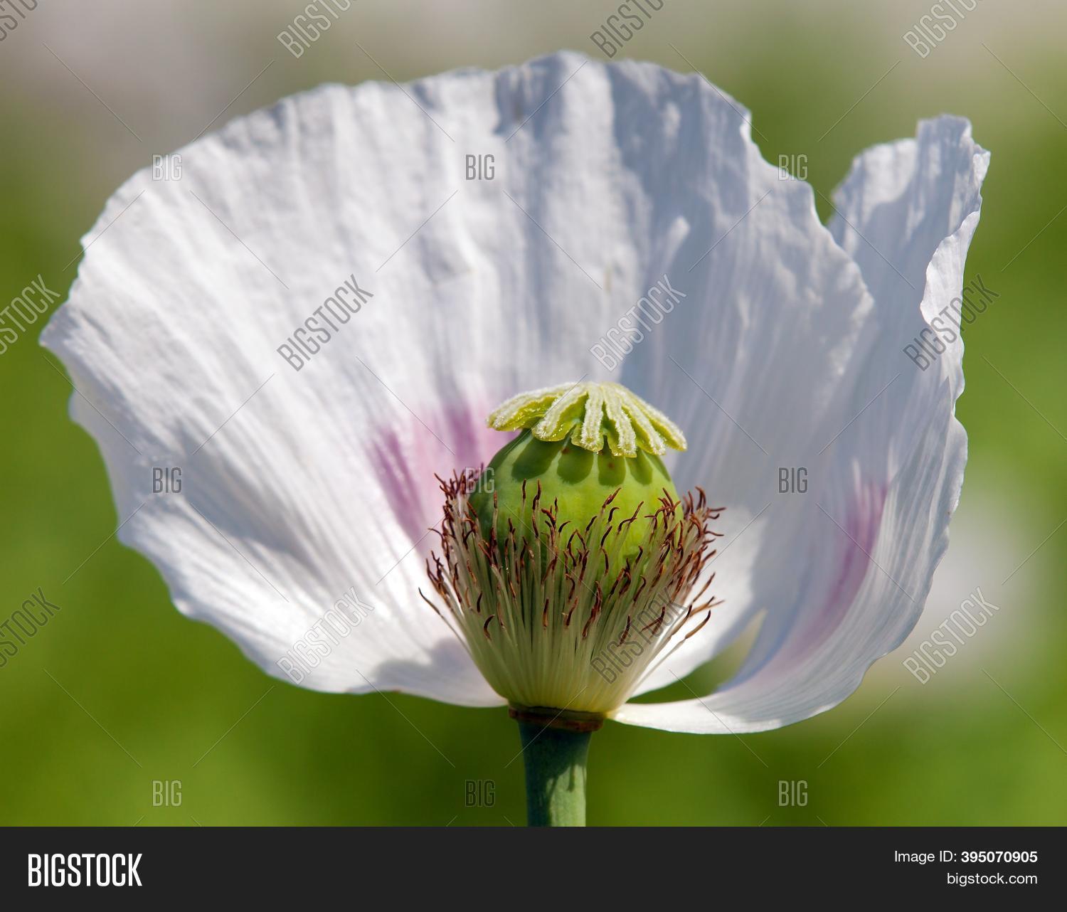 Detail Flowering Opium Image & Photo (Free Trial) | Bigstock