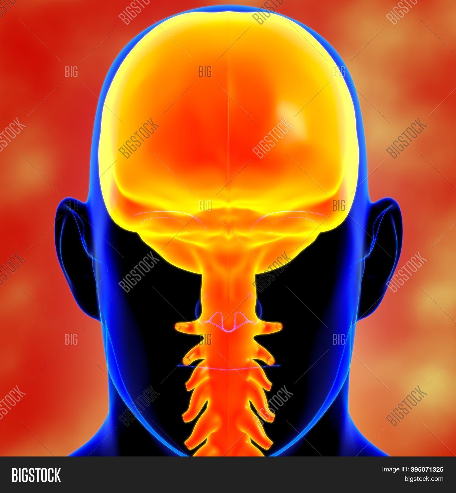 Dura Mater Anatomy Image & Photo (Free Trial) | Bigstock