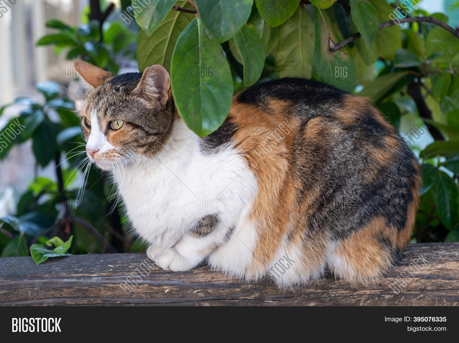 Stray Tabby Kitty. Image & Photo (Free Trial) | Bigstock