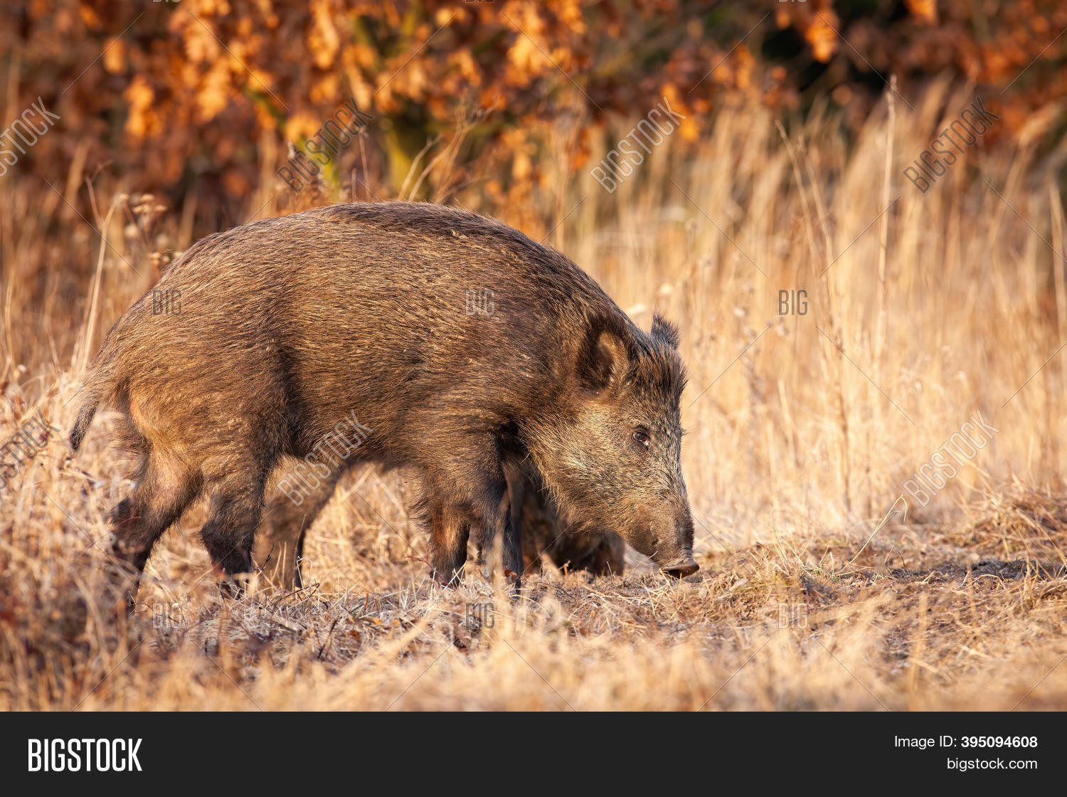 Wild Boar Sniffing On Image & Photo (Free Trial) | Bigstock