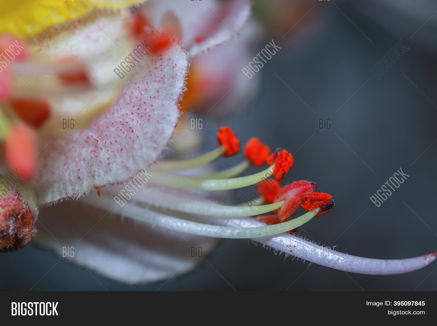 Close Shot Pollen Image & Photo (Free Trial) | Bigstock
