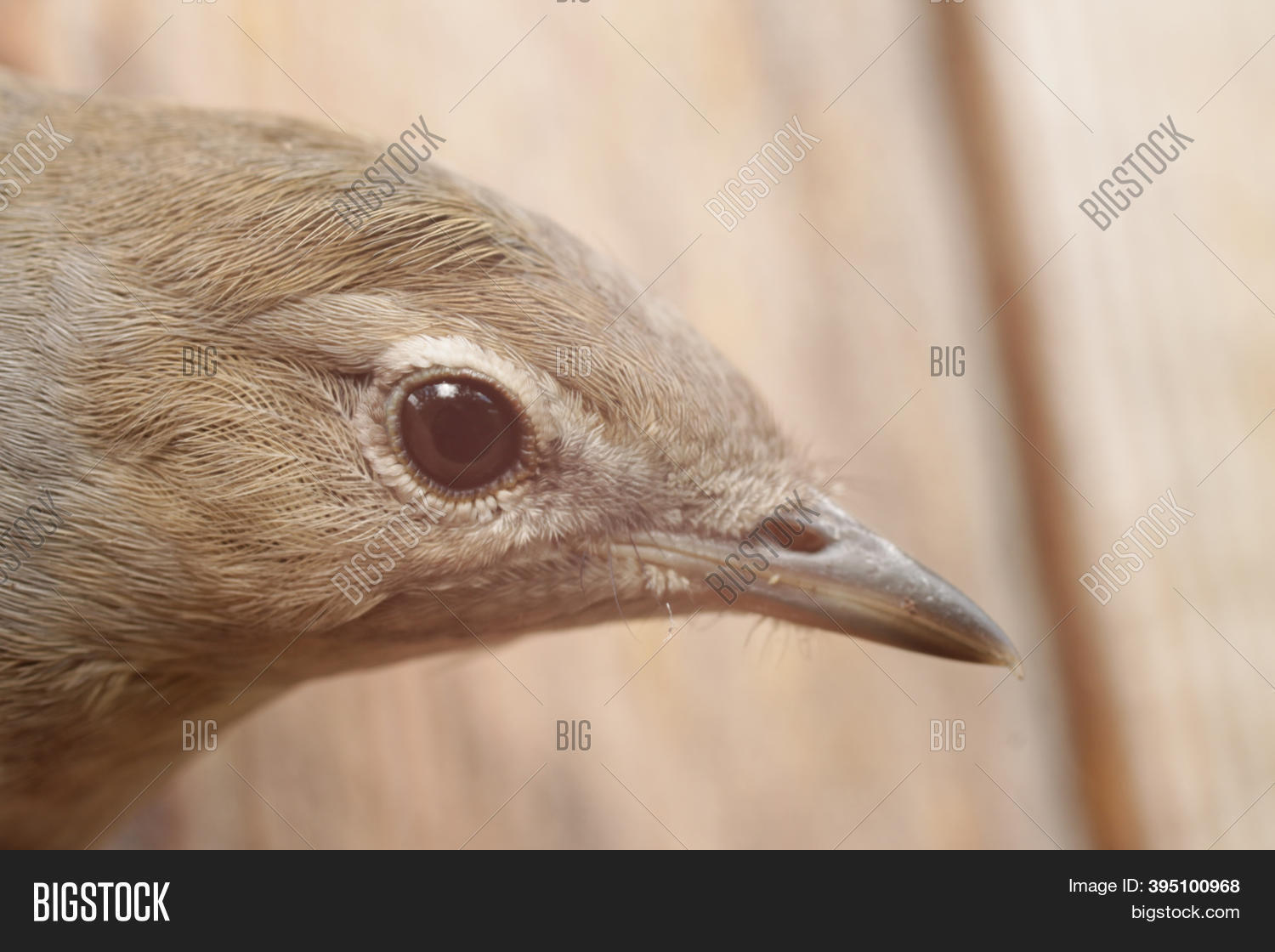 Bird Head Close On Image & Photo (Free Trial) | Bigstock