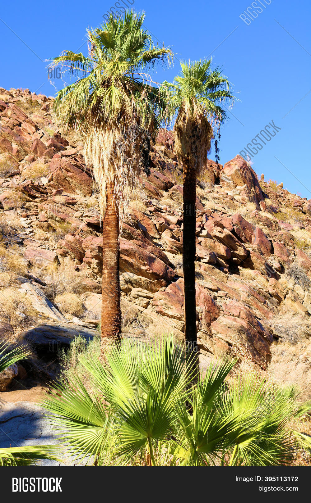 California Fan Palm Image & Photo (Free Trial) | Bigstock