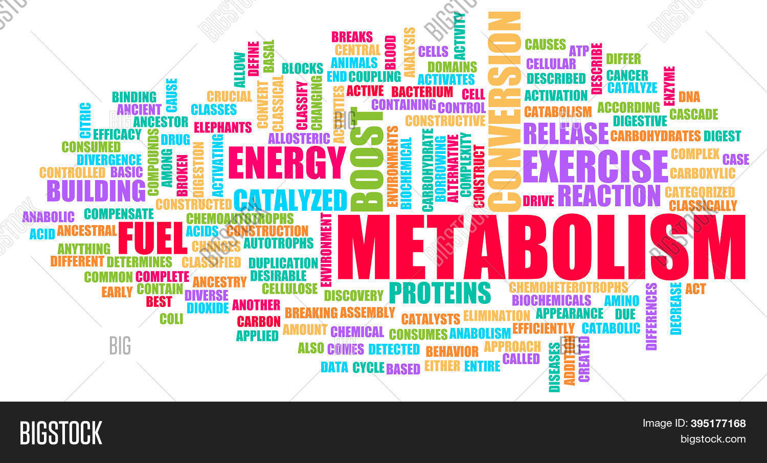 Metabolism Your Body Image & Photo (Free Trial) | Bigstock