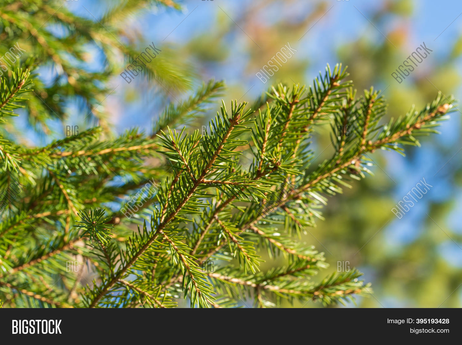 Natural Evergreen Image & Photo (Free Trial) | Bigstock