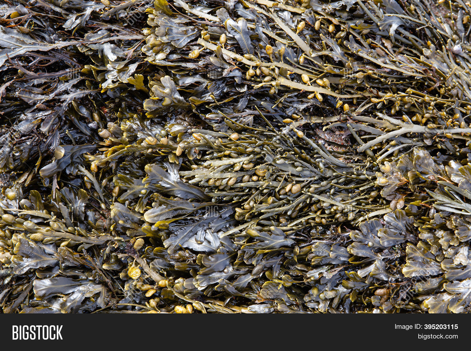Bladder Wrack Seaweed Image & Photo (Free Trial) | Bigstock