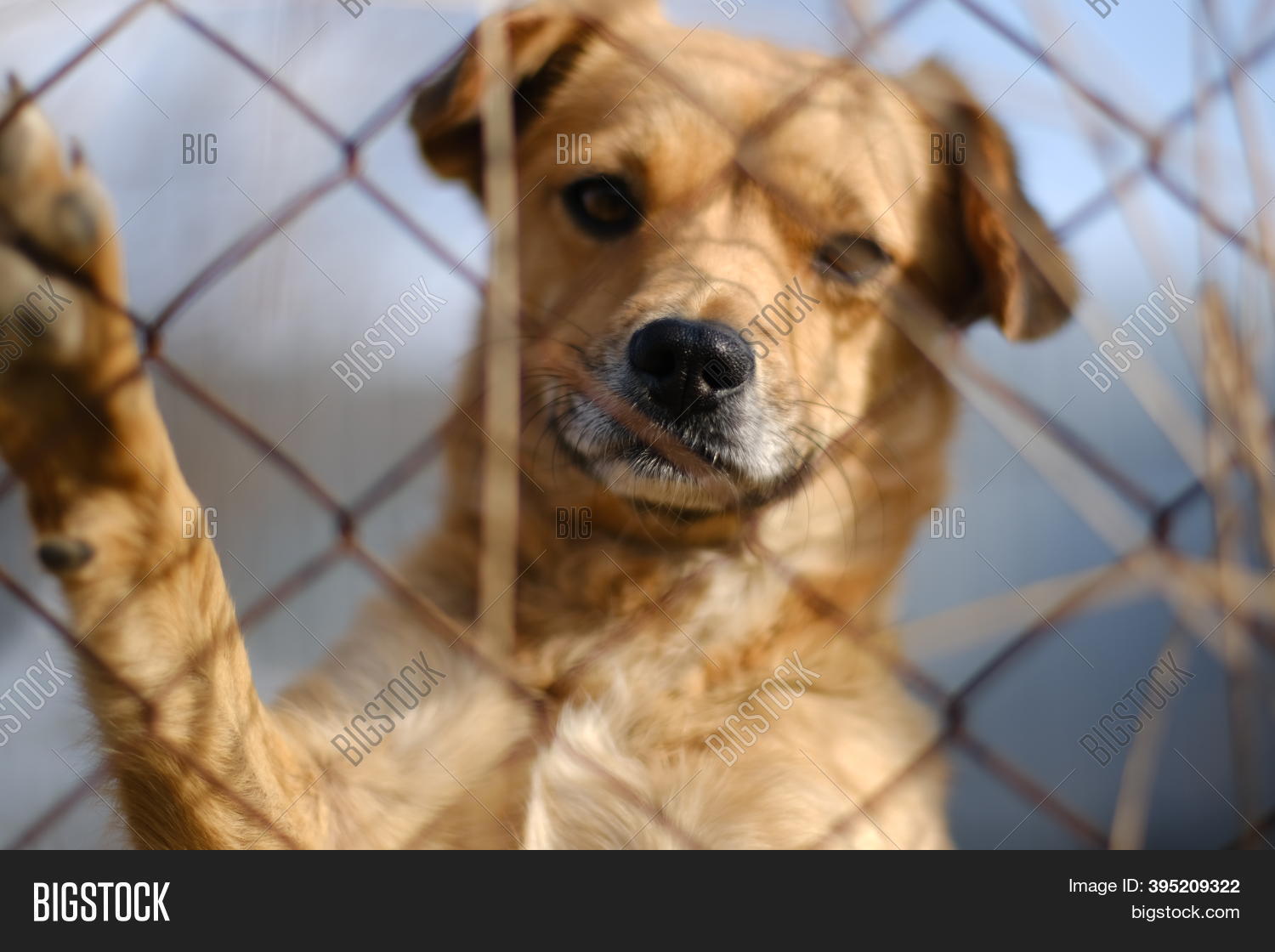 Portrait Dog Behind Image & Photo (Free Trial) | Bigstock